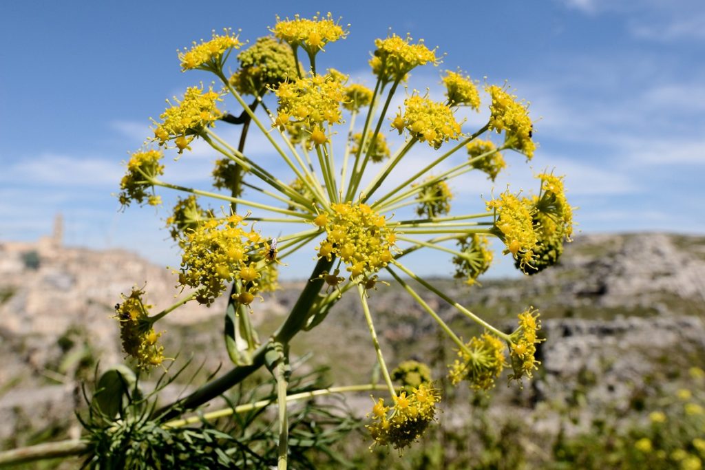 A weekend in Matera? Here's what to see and do in two days | Italoblog
